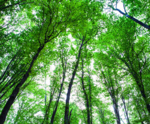 Amazon, UPS, PepsiCo And Others Pledge To Conserve, Restore And Grow 2. ...
